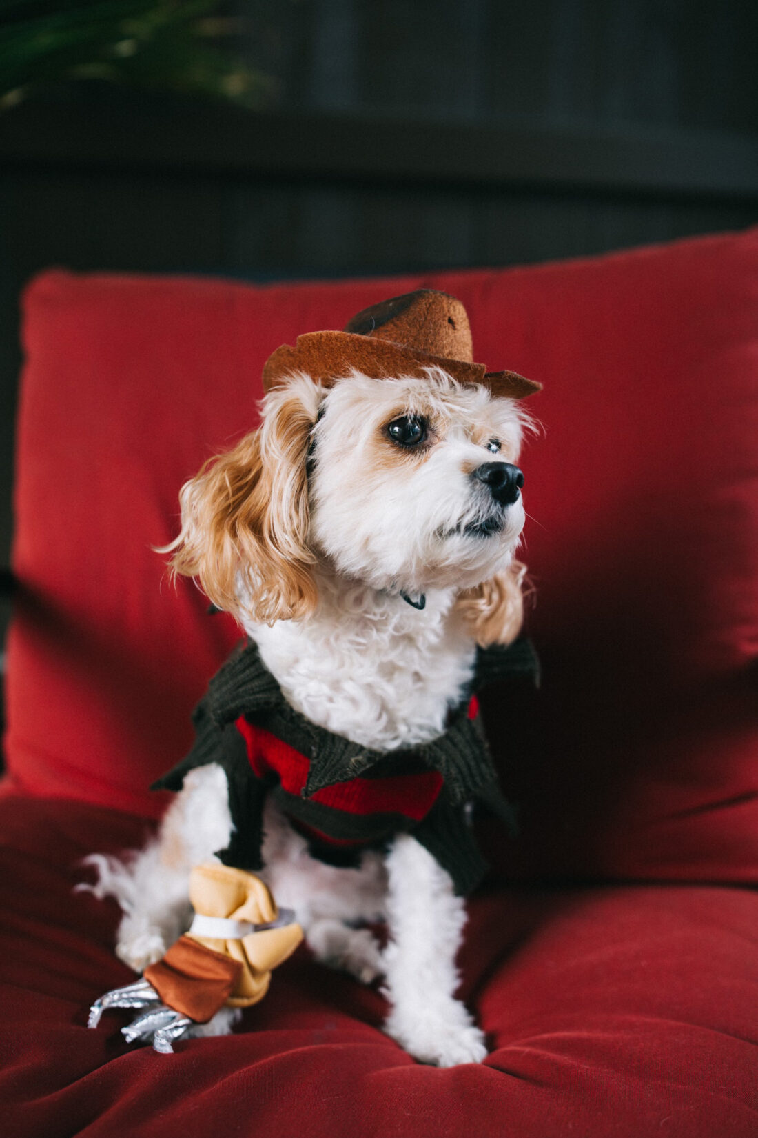 Fun Halloween Pet Costumes from Amazon for Dogs