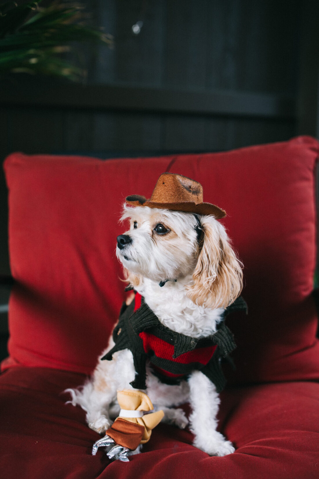 Fun Halloween Pet Costumes from Amazon for Dogs