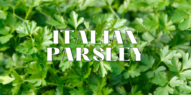 Fresh Herbs for Cooking and How to Use Them
