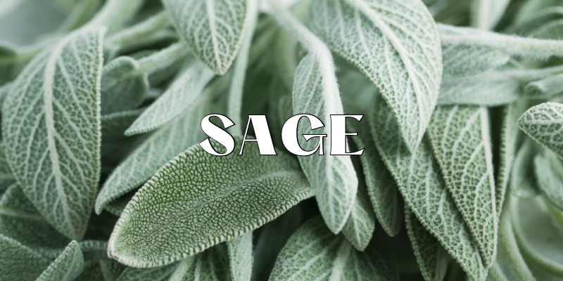 Fresh Herbs for Cooking and How to Use Them