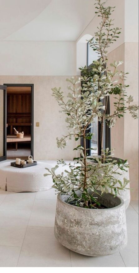 Viral Trees, Pots & Planters from Amazon Home