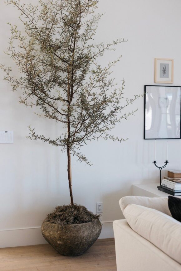 Viral Trees, Pots & Planters from Amazon Home