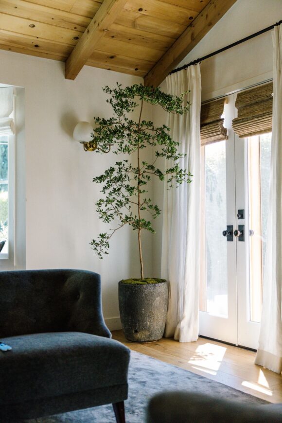 Viral Trees, Pots & Planters from Amazon Home