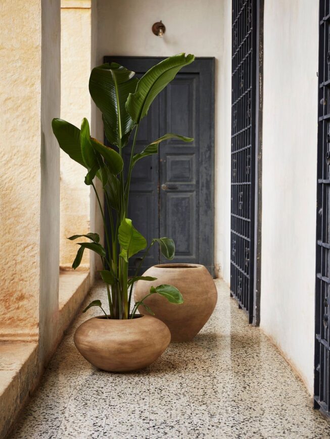Viral Trees, Pots & Planters from Amazon Home