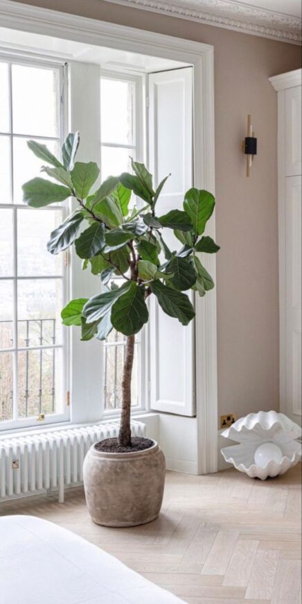 Viral Trees, Pots & Planters from Amazon Home